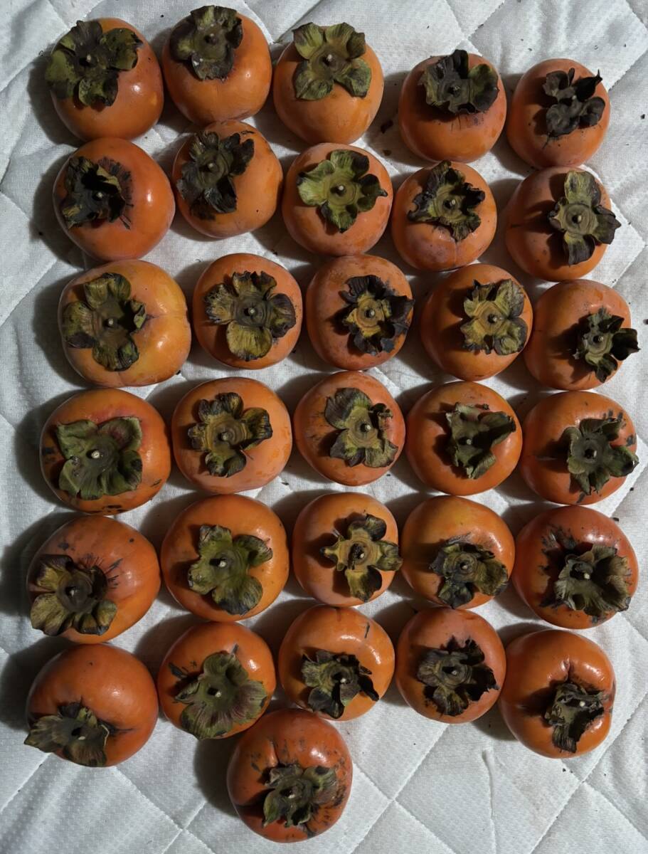 Yahoo!オークション - 送料無料 前川早生次郎柿9キロ 訳あり ご家庭...