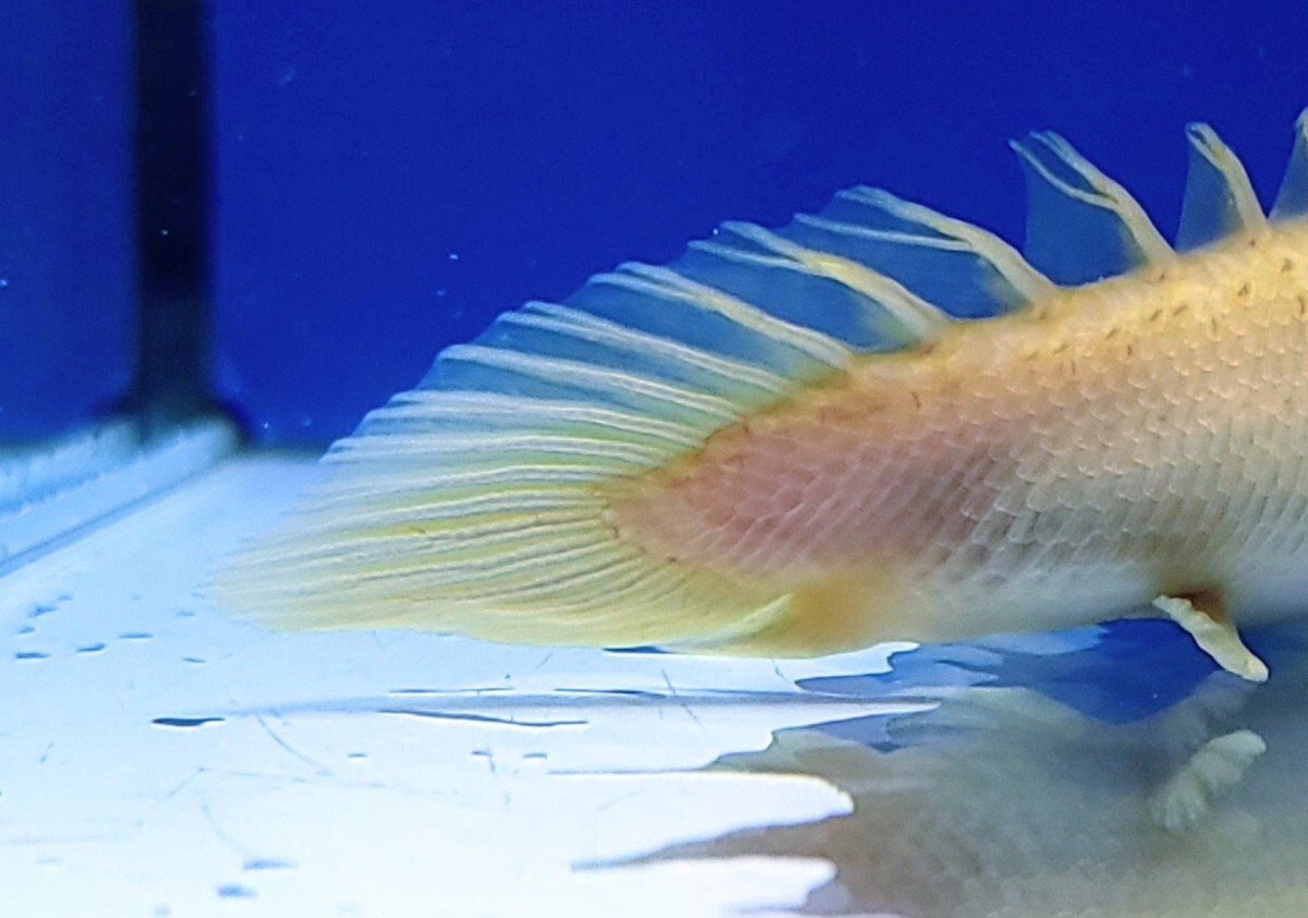 Yahoo!オークション - AQUASHOPアクアランド 丸々可愛い オトヒメ爆食 ...