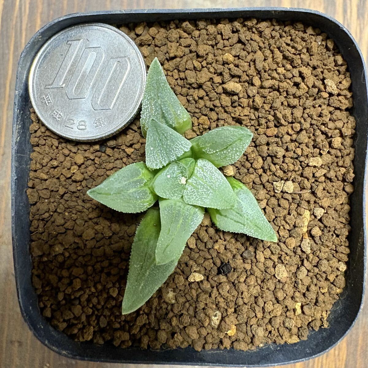 Yahoo!オークション - 多肉植物 ハオルチア ピグマエア錦