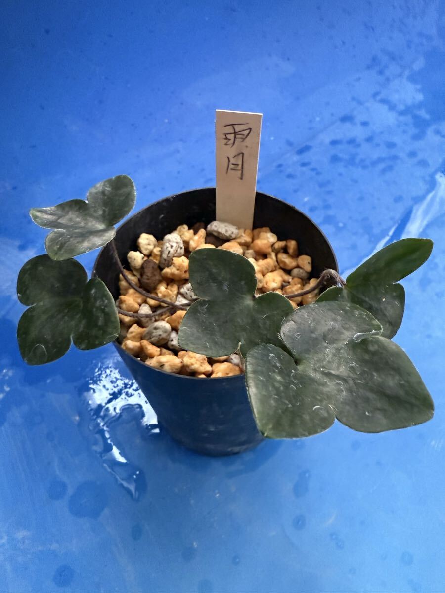 Yahoo!オークション - 雪割草「雨月」山木原種 希少品