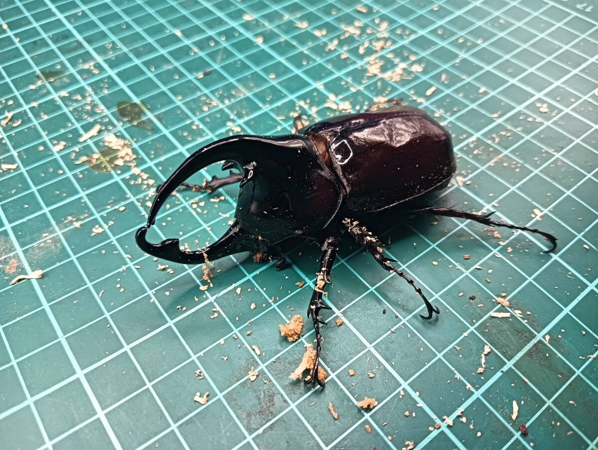 Yahoo!オークション - ケンタウルスオオカブト ペア