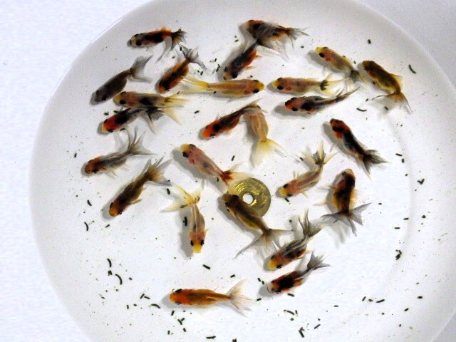 Yahoo!オークション - 東錦(ニハシアズマ)の仔魚 4～5cm 10匹セット(...