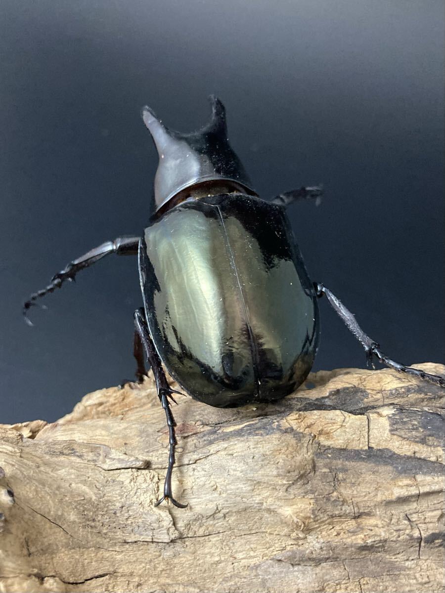 Yahoo!オークション - モーレンカンプオオカブト オス単 WF1 翌日着の...