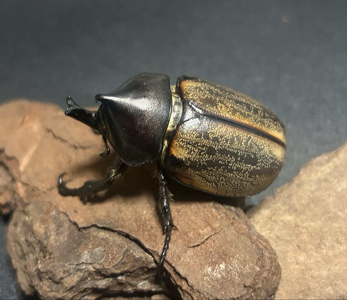 Yahoo!オークション - フンボルトヒナカブト ssp ペア