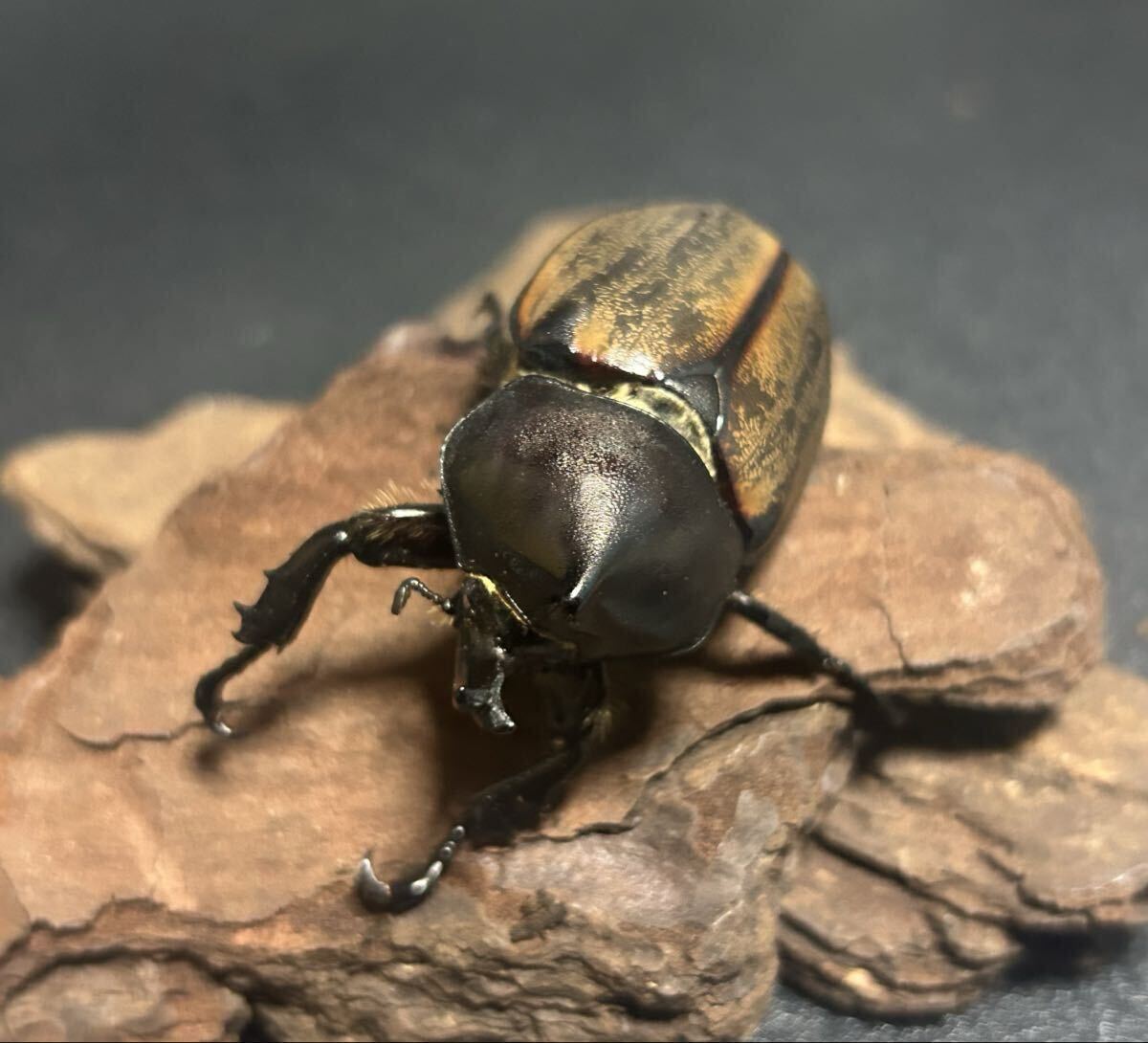 Yahoo!オークション - フンボルトヒナカブト ssp ペア