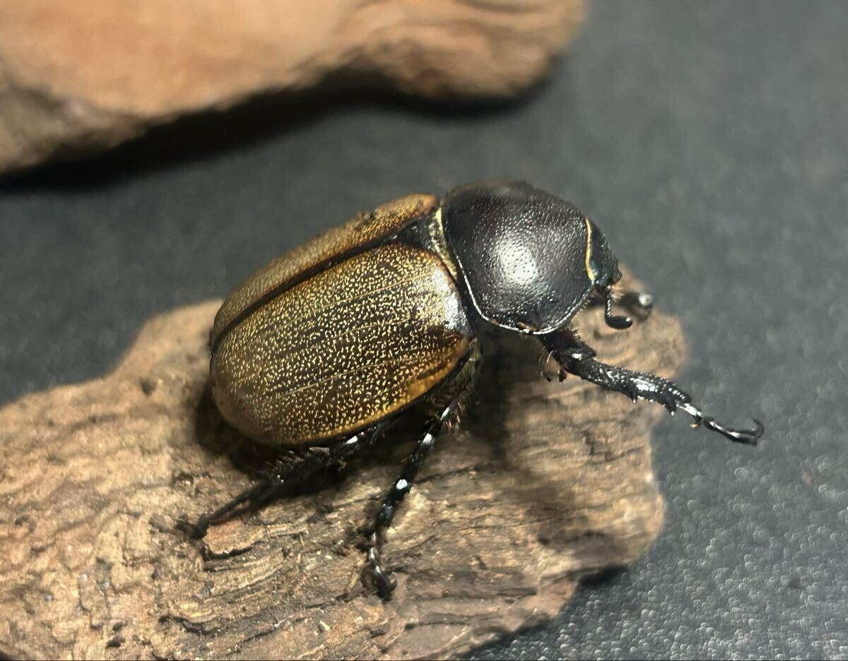 Yahoo!オークション - フンボルトヒナカブト ssp ペア