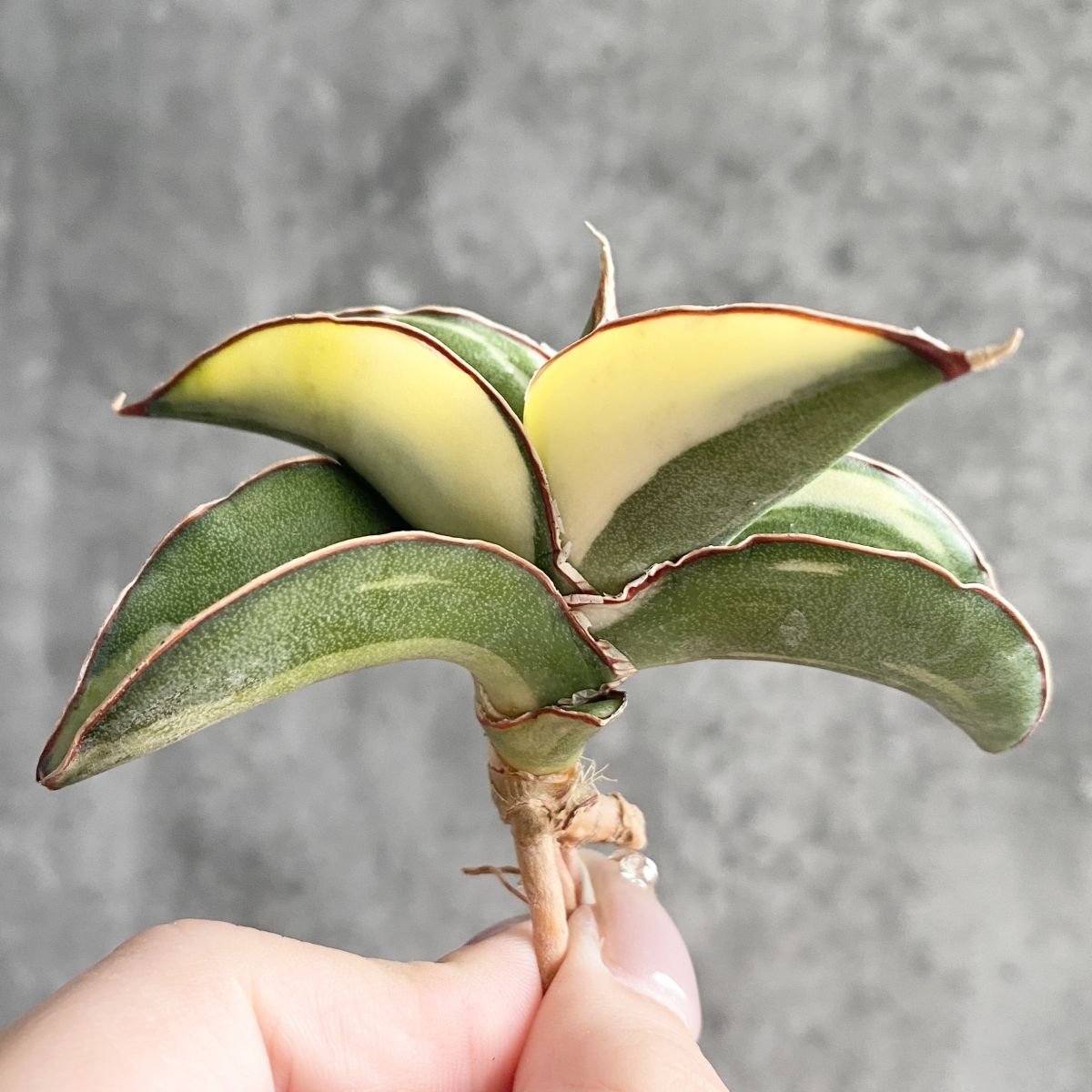 Yahoo!オークション - 【S10350】白縞斑入り【極上S級 縞斑入り大株