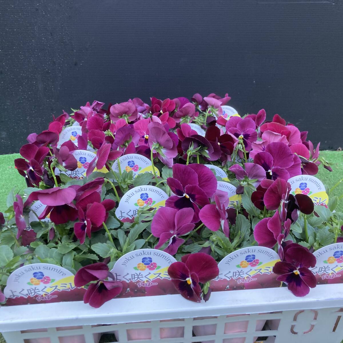 Yahoo!オークション - 季節のガーデニング 数量6 よく咲くスミレ ラズ...