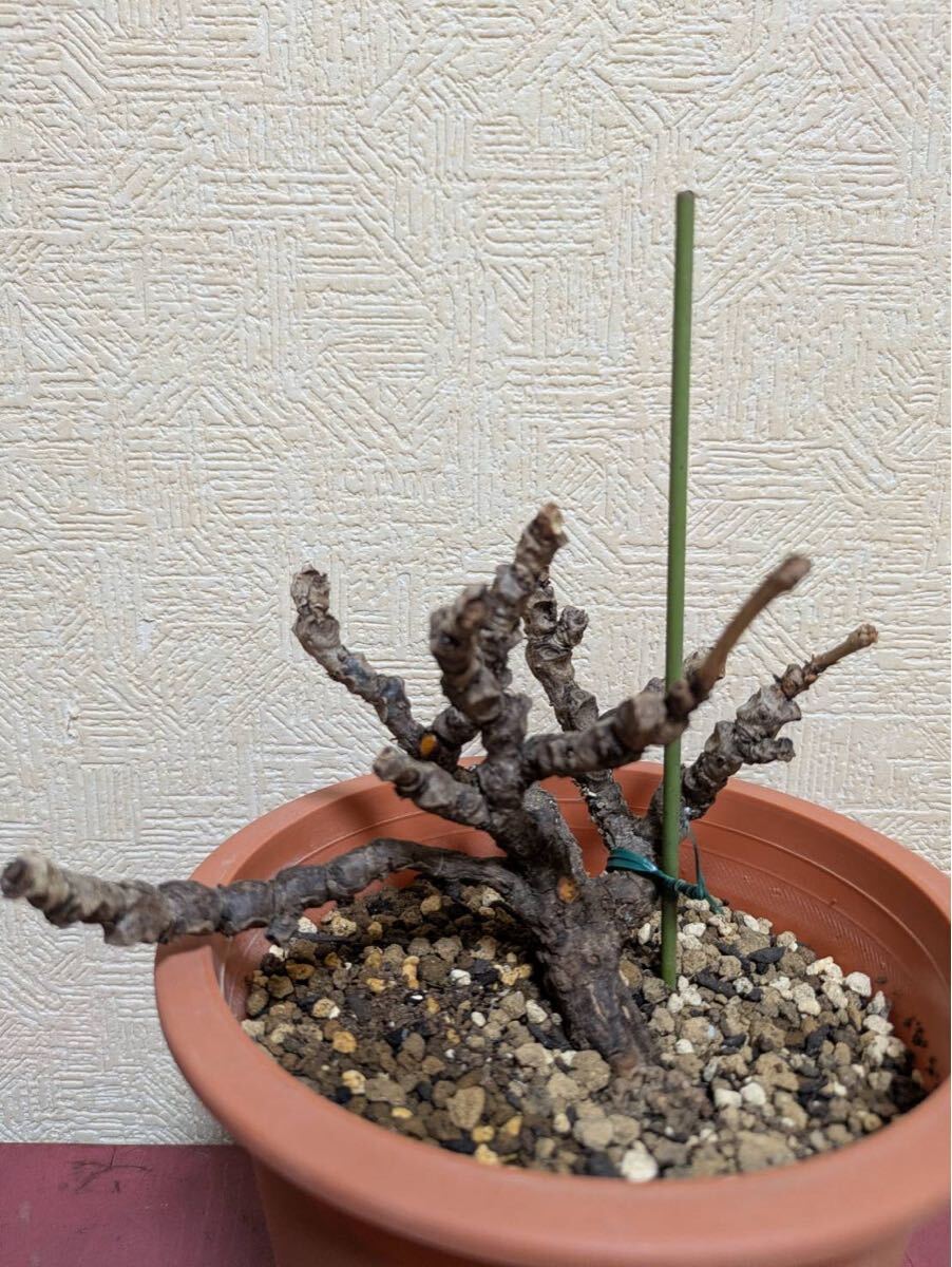 Yahoo!オークション - ツタ 盆栽素材