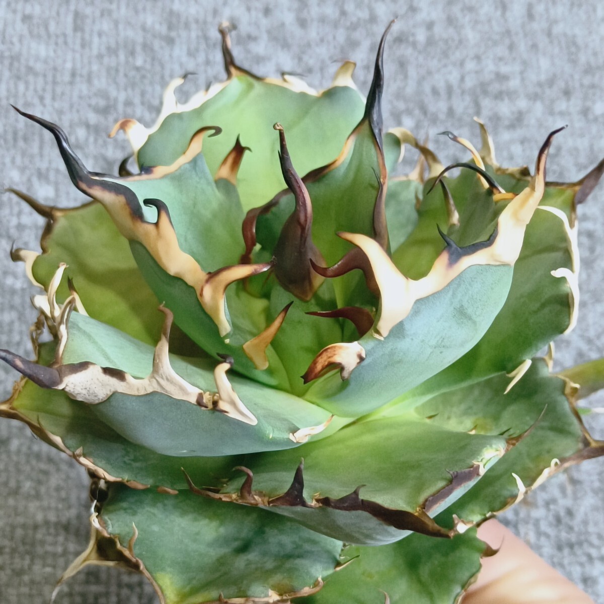 Yahoo!オークション - A-056 特選 アガベ チタノタ 台湾産 冥王 Hades ...