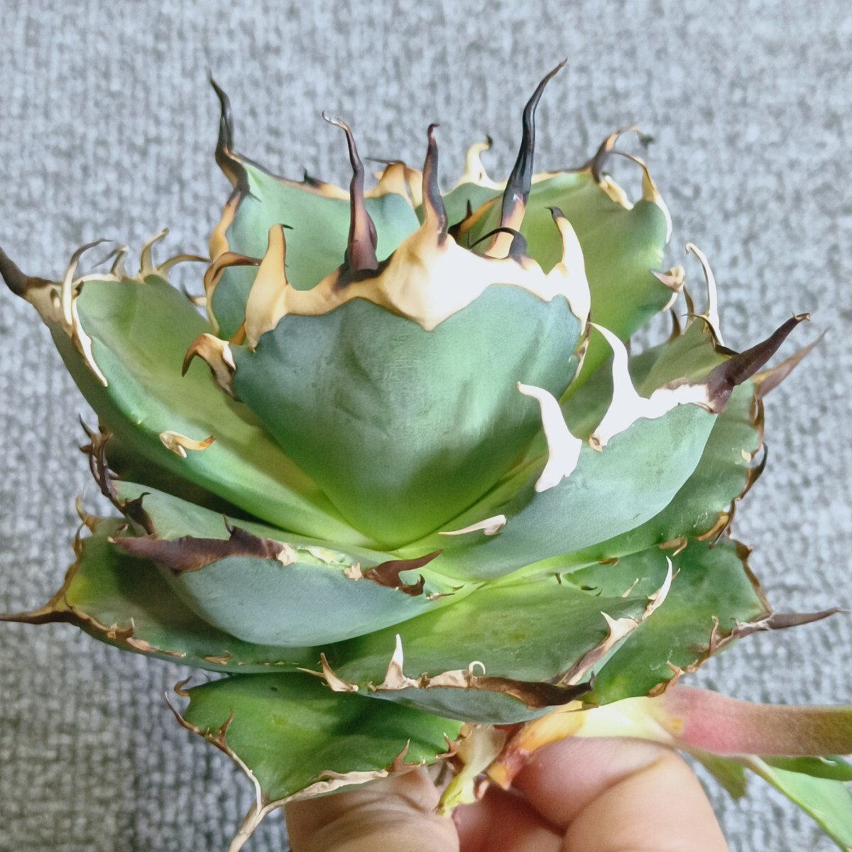 Yahoo!オークション - A-056 特選 アガベ チタノタ 台湾産 冥王 Hades ...