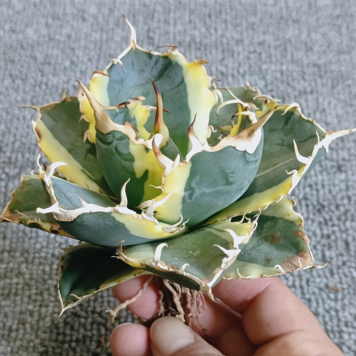 Yahoo!オークション - A-062 特選 アガベ チタノタ 白鯨錦牡丹葉 覆輪...