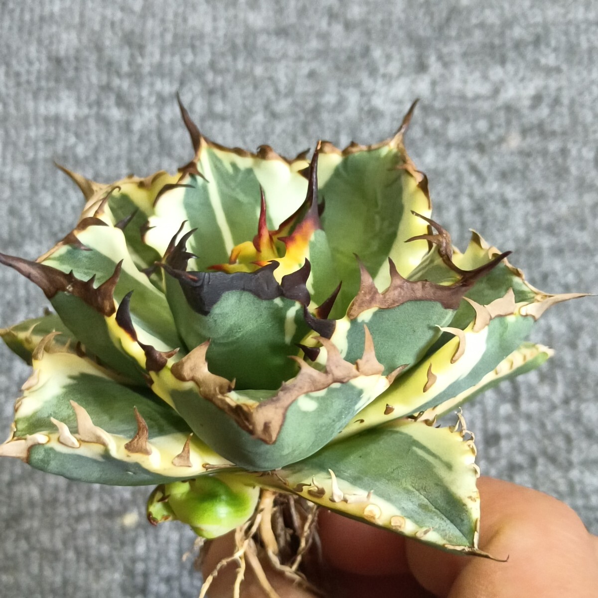 Yahoo!オークション - A-091 特選 アガベ チタノタ 姫厳竜白覆輪錦 極...