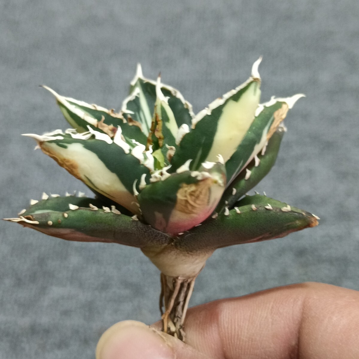 Yahoo!オークション - A-138 特選 アガベ チタノタ 狼人錦 極上斑入り ...