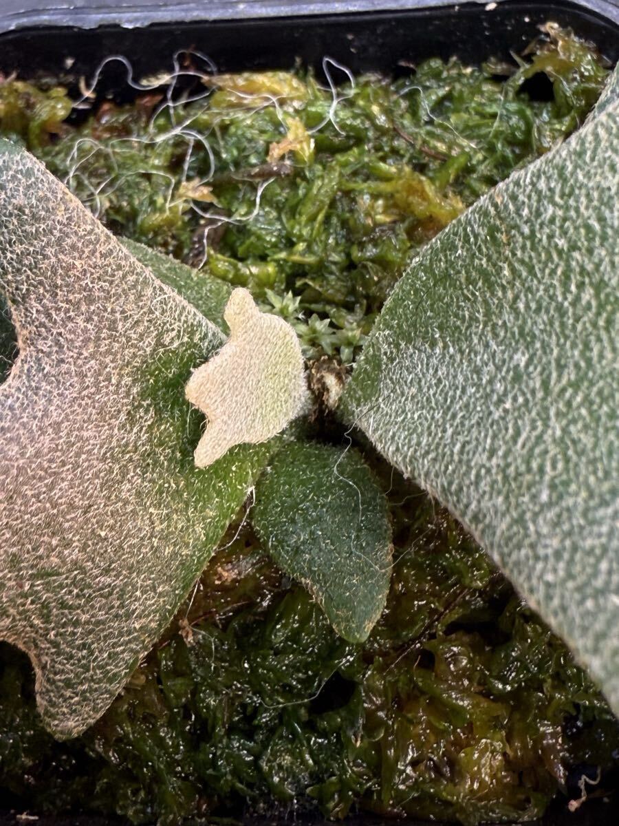 Yahoo!オークション - P.willinckii totoro sporeling(一郎)