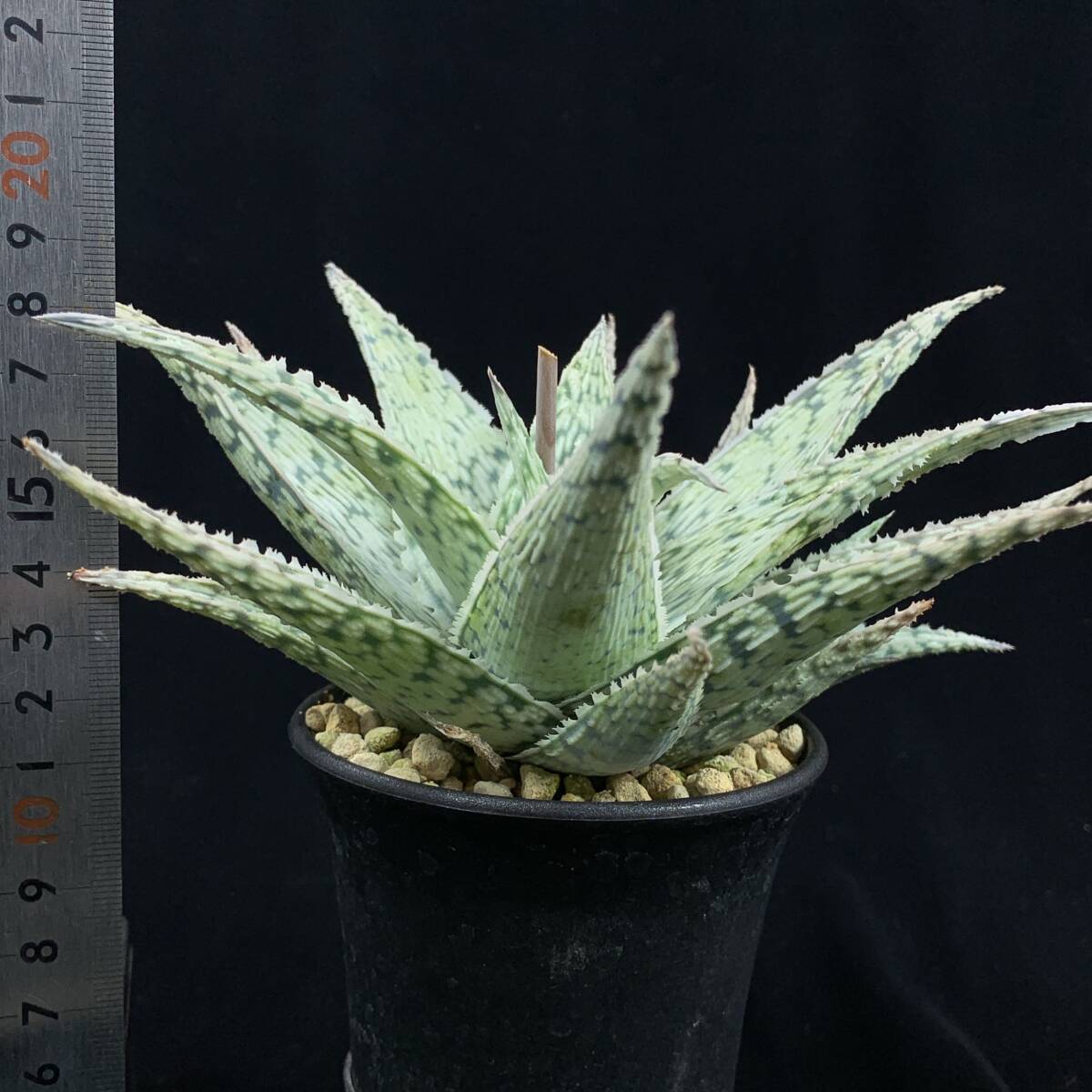 Yahoo!オークション - 《PW》アロエ“Aloe hyb.[DW-5]”多肉植物