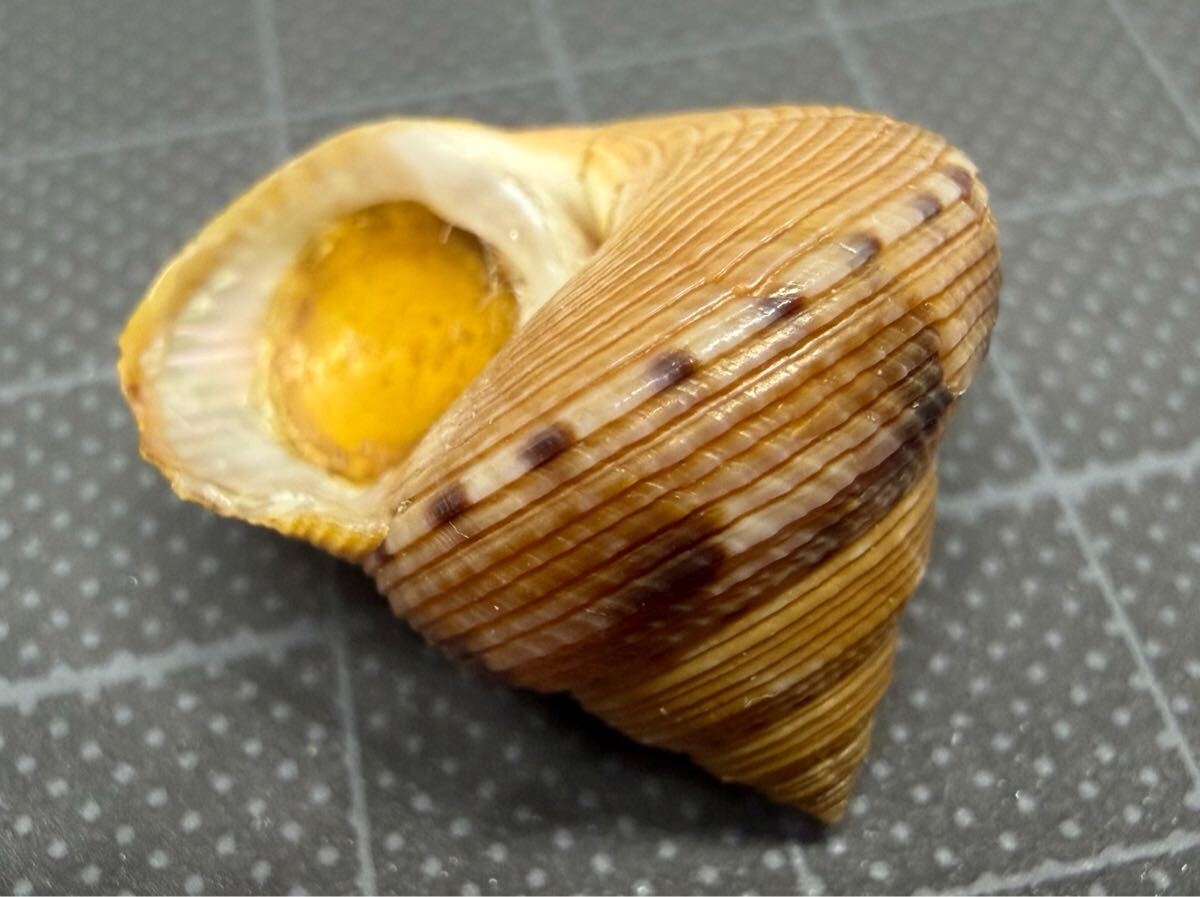 Yahoo!オークション - 貝 標本 エビスガイ