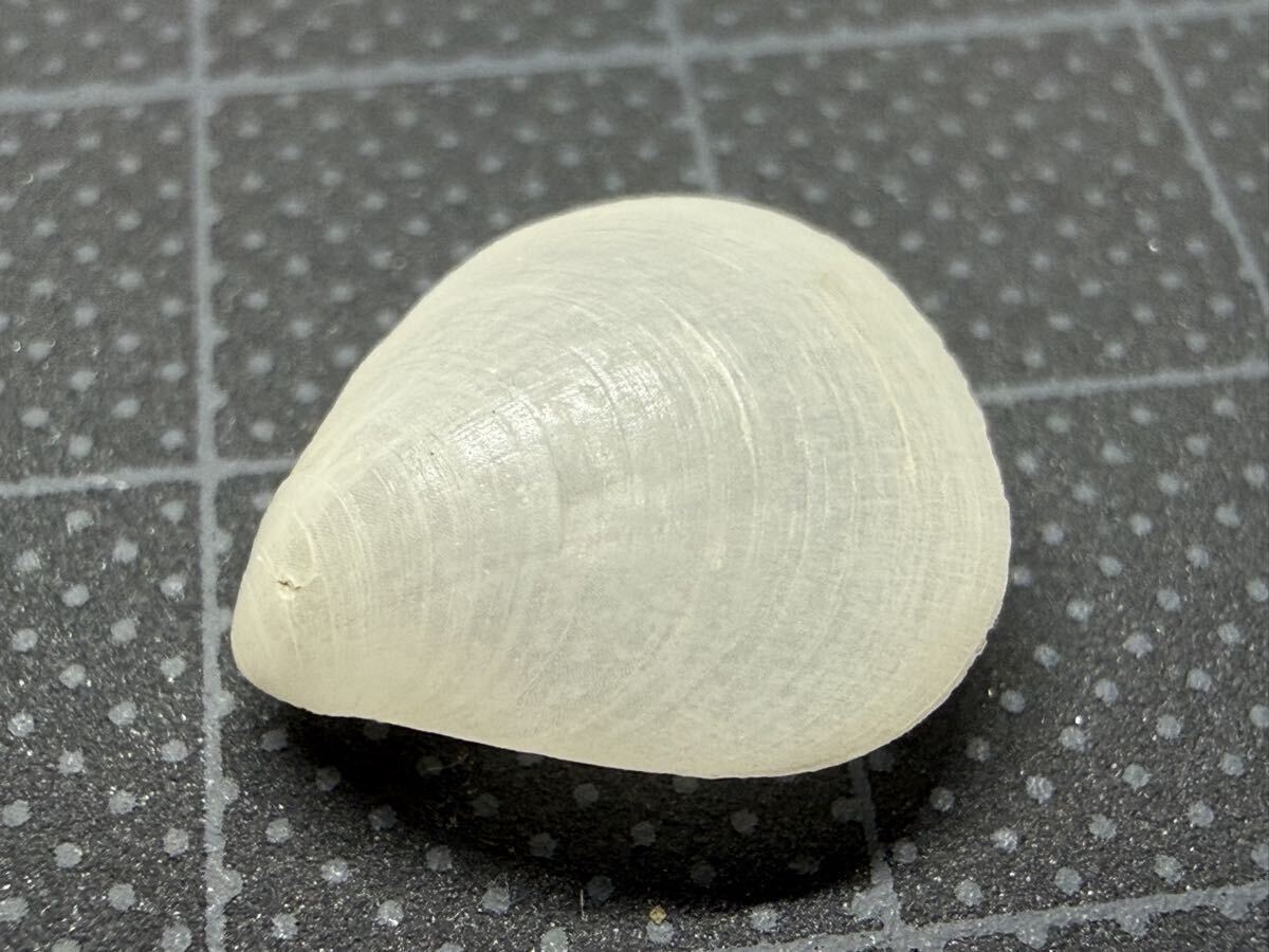 Yahoo!オークション - 貝 腕足類 標本