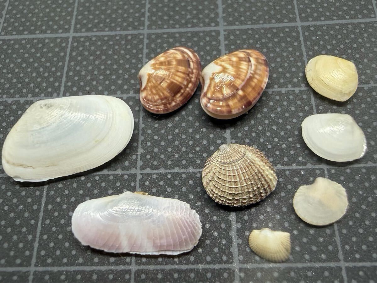 Yahoo!オークション - 貝 標本 二枚貝