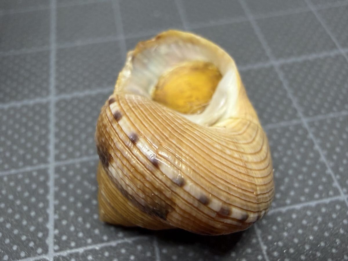 Yahoo!オークション - 貝 標本 エビスガイ