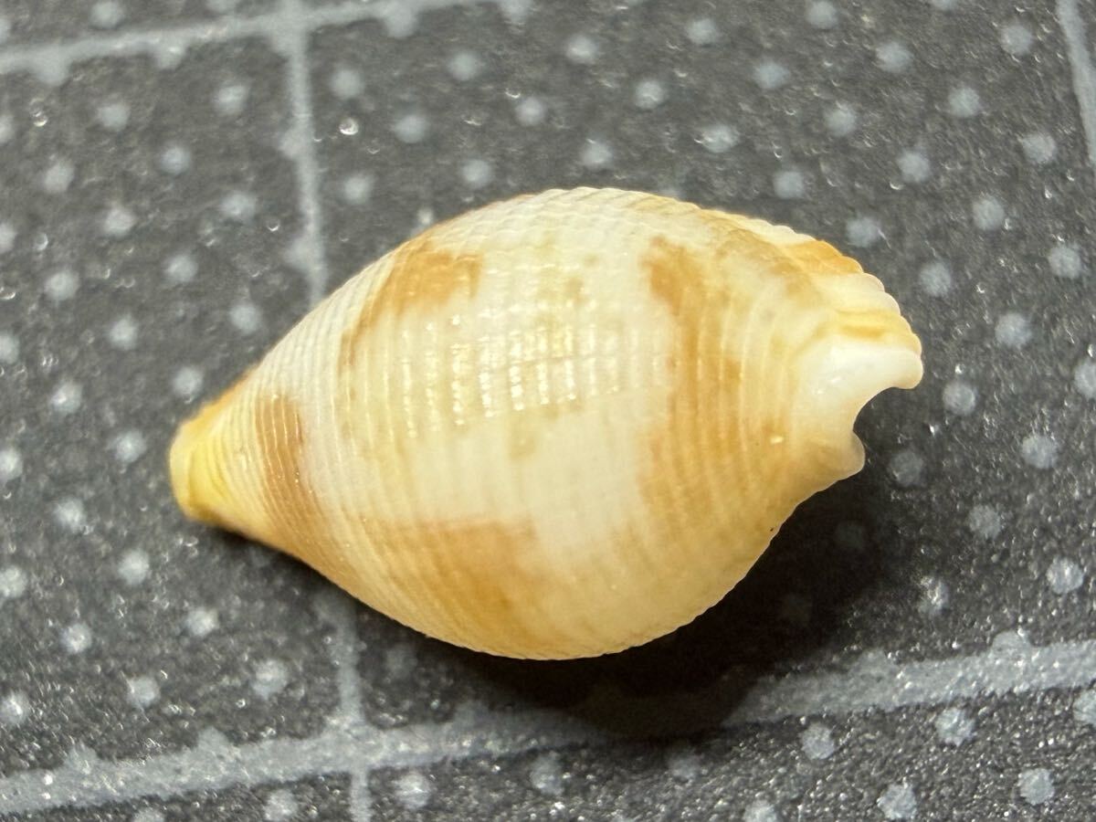 Yahoo!オークション - 貝 標本 ムギツブダカラ