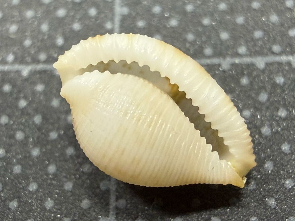 Yahoo!オークション - 貝 標本 ムギツブダカラ