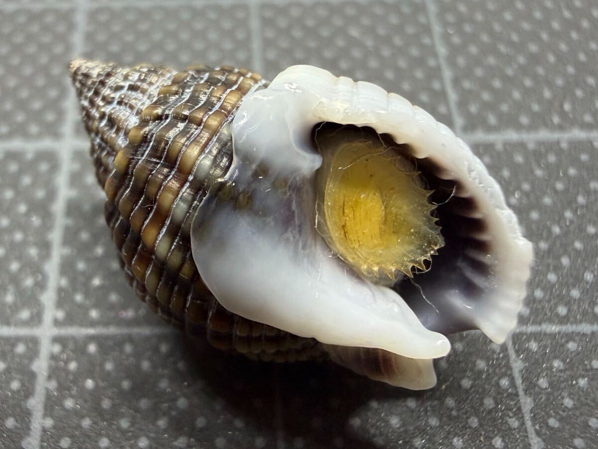 Yahoo!オークション - 貝 標本 ムシロガイ