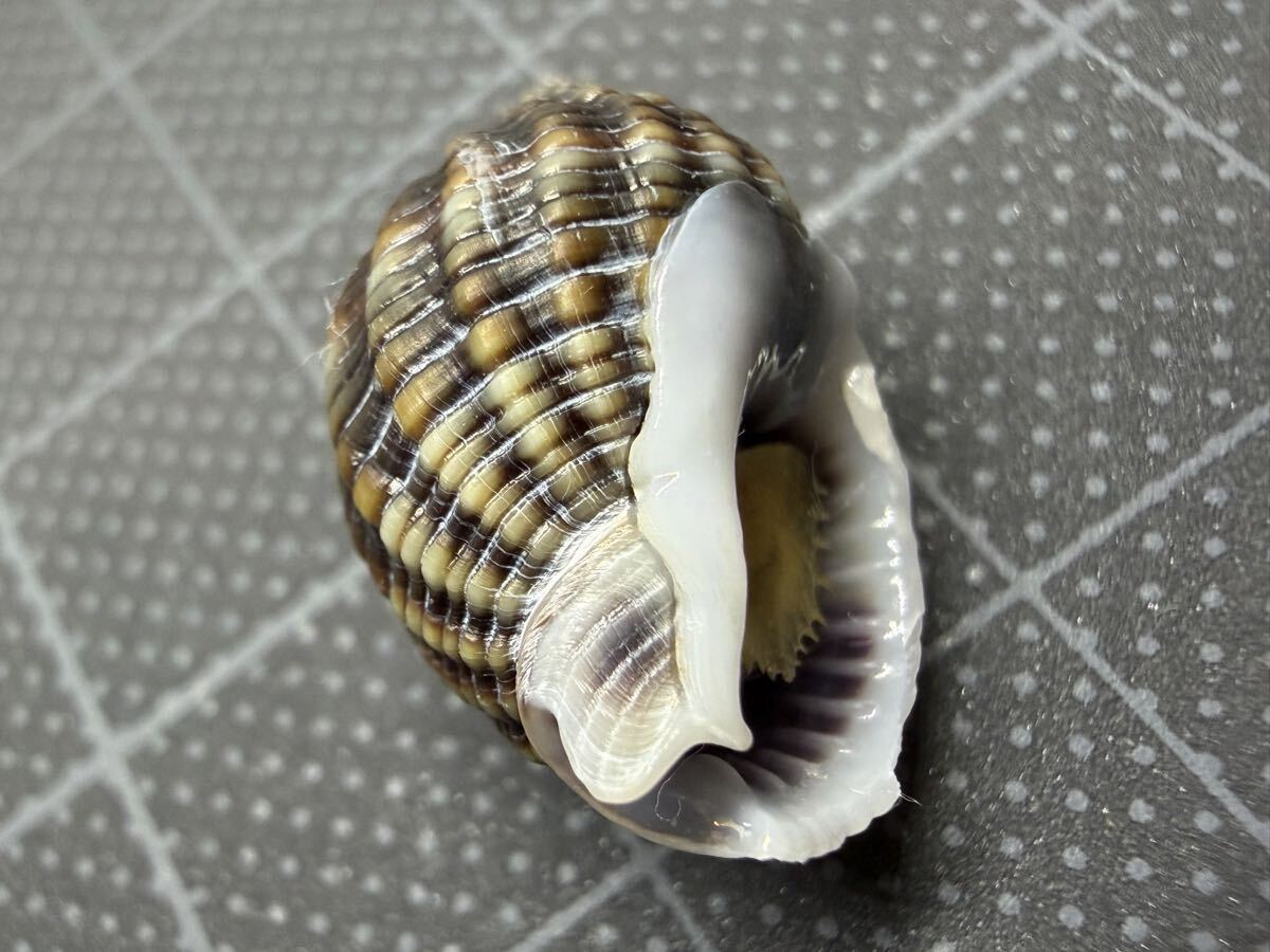 Yahoo!オークション - 貝 標本 ムシロガイ