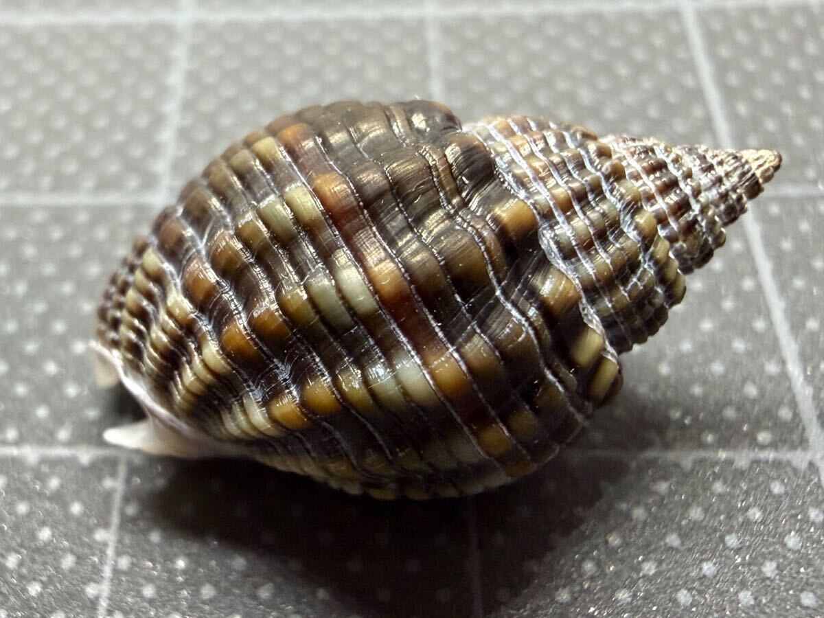 Yahoo!オークション - 貝 標本 ムシロガイ