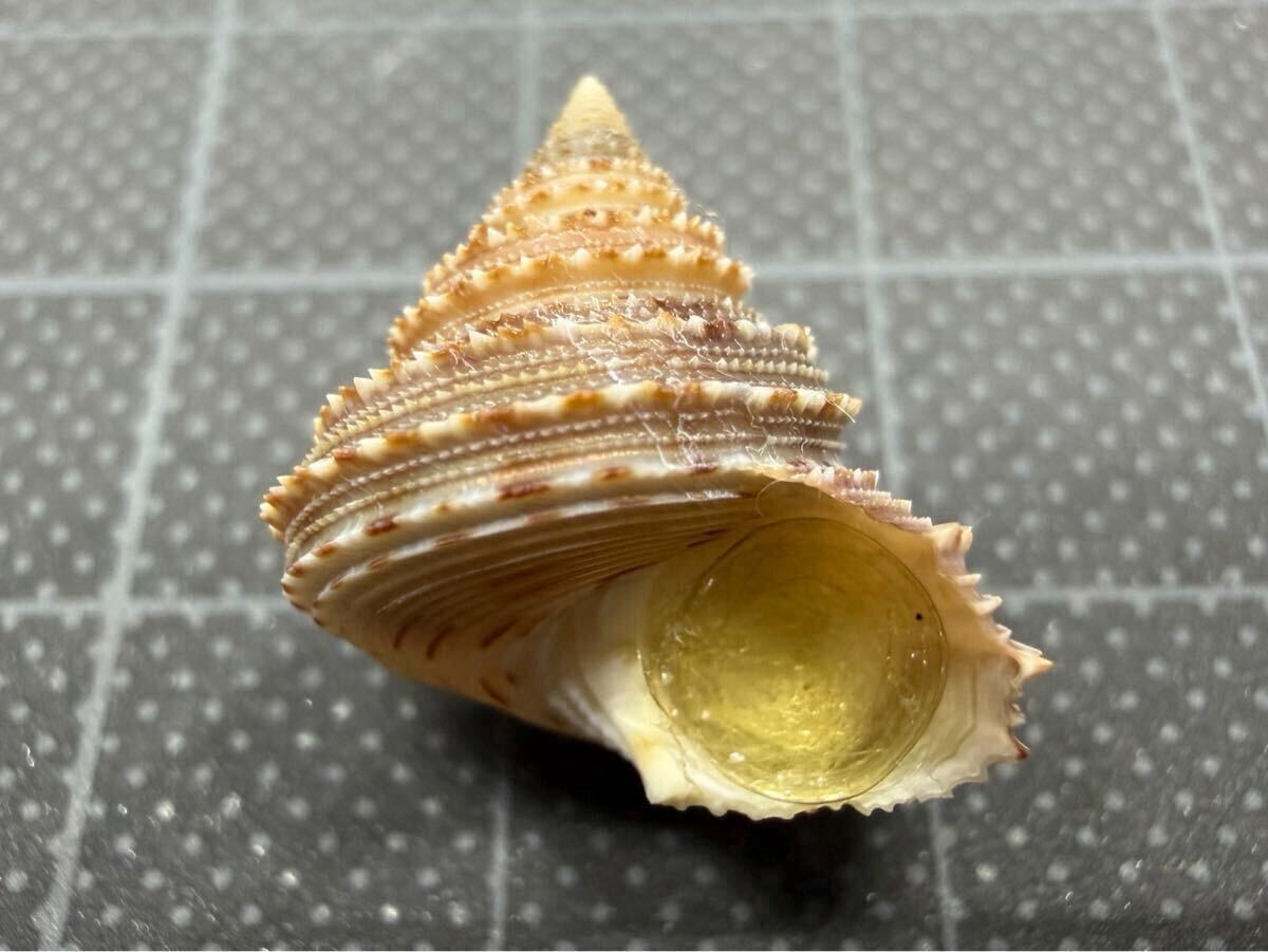 Yahoo!オークション - 貝 標本 ヘソアキトゲエビス 採れたて