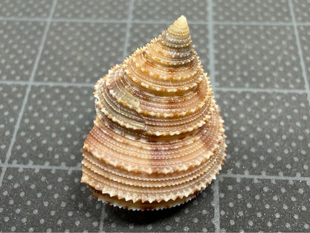 Yahoo!オークション - 貝 標本 ヘソアキトゲエビス 採れたて