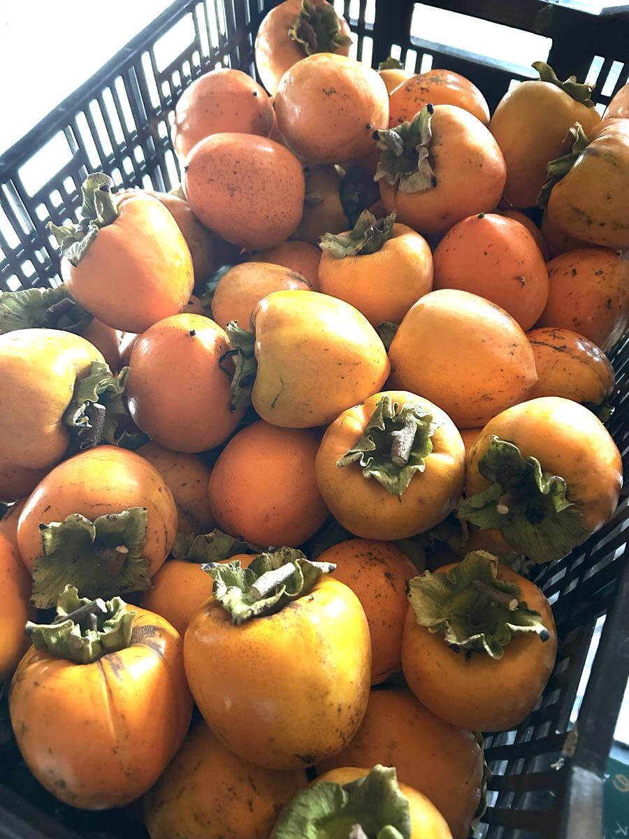 Yahoo!オークション - 蜂屋柿 干し柿用 10kg 送料無料