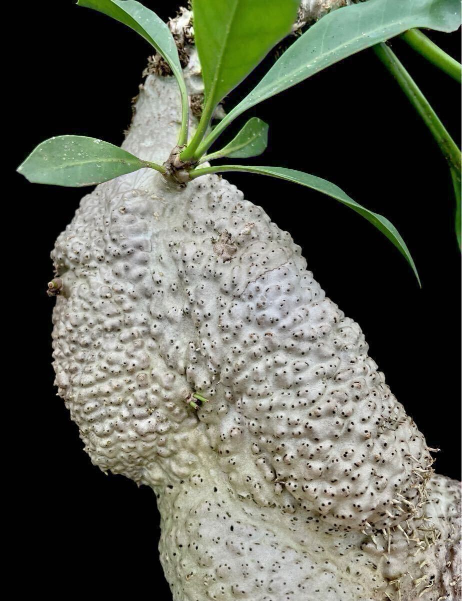 Yahoo!オークション - アリ植物 Myrmecodia tuberosa “bullosa” Aima...