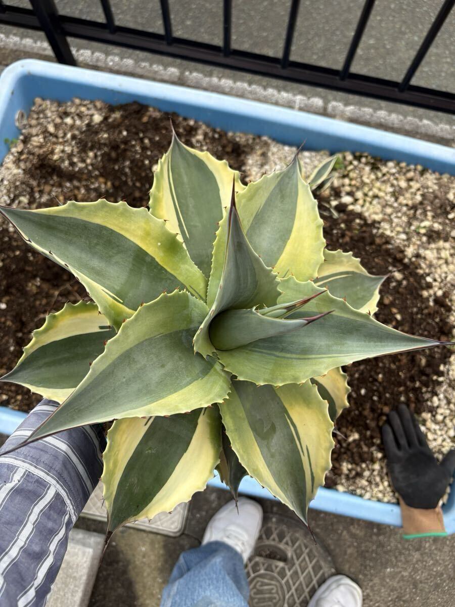 Yahoo!オークション - オバティフォリア オルカ 送料無料