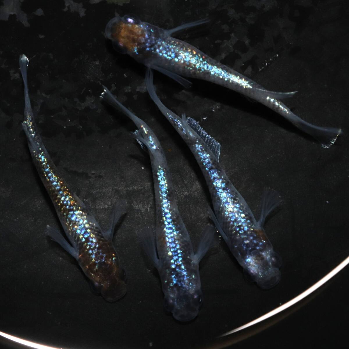 Yahoo!オークション - 【大川めだか】 桔梗菊ブルー 2ペア 【現物出品...