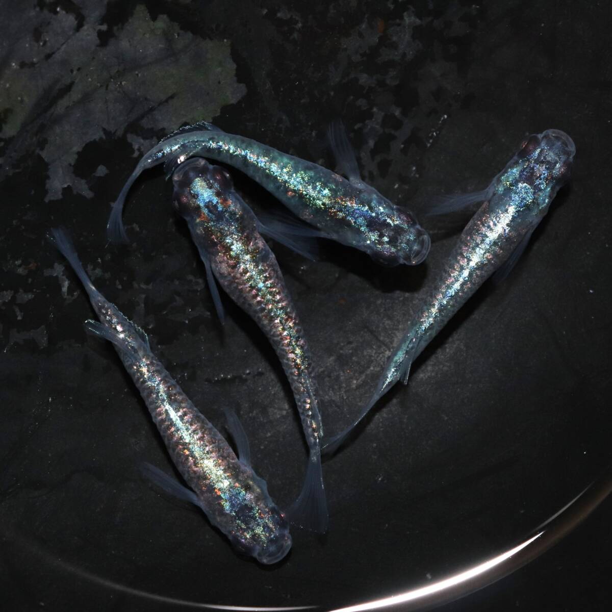 Yahoo!オークション - 【大川めだか】 大川系カガミ鱗ラメアースアイ 2...