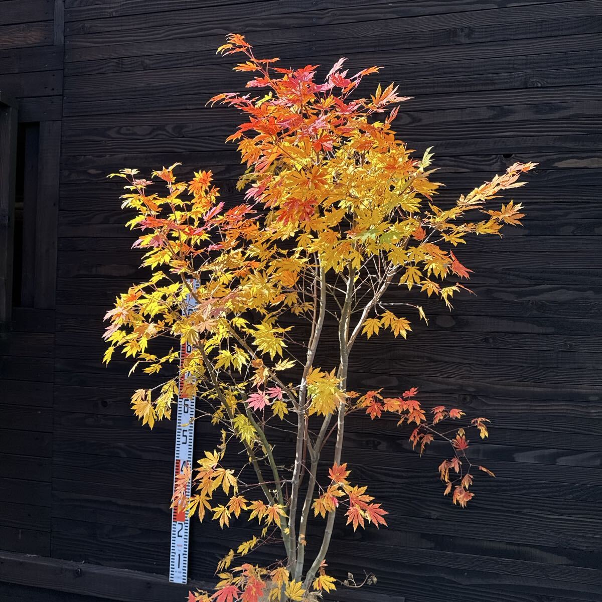 Yahoo!オークション - コハウチワカエデ/株立ち【現品発送】管理70801