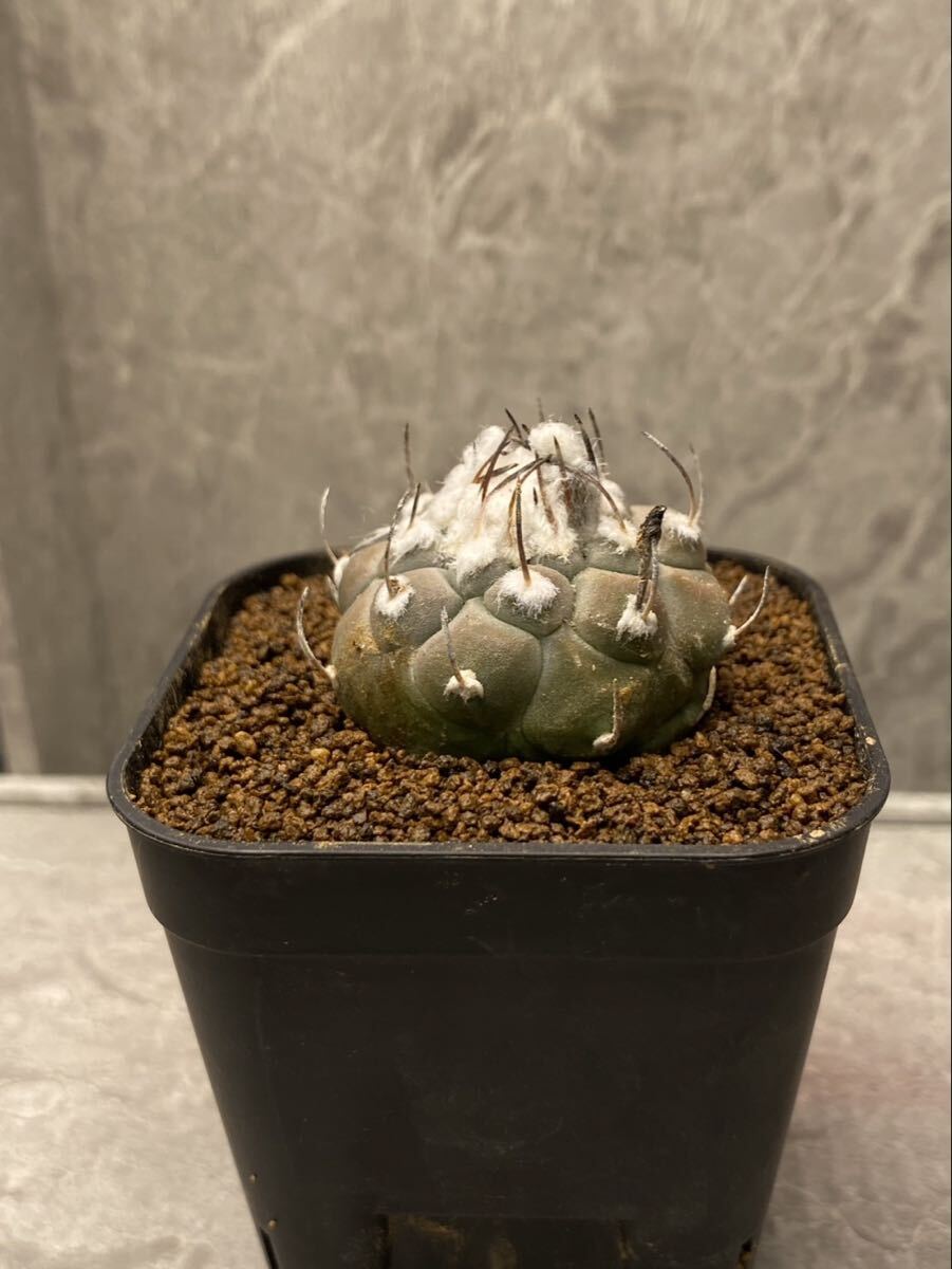 Yahoo!オークション - ツルビニカルプス・ハウエルニギー 6