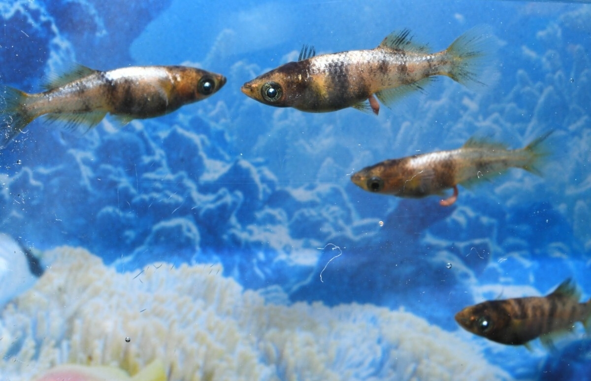 Yahoo!オークション - 【ラムールめだか】 現物出品 【金閣3ペア 光体...