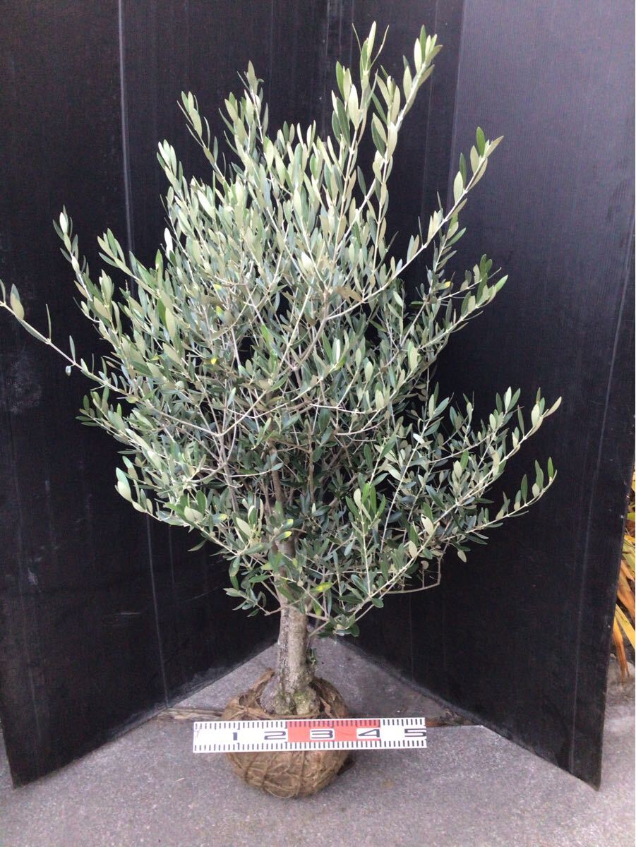 Yahoo!オークション - オリーブ発祥の地小豆島よりオリーブミッション