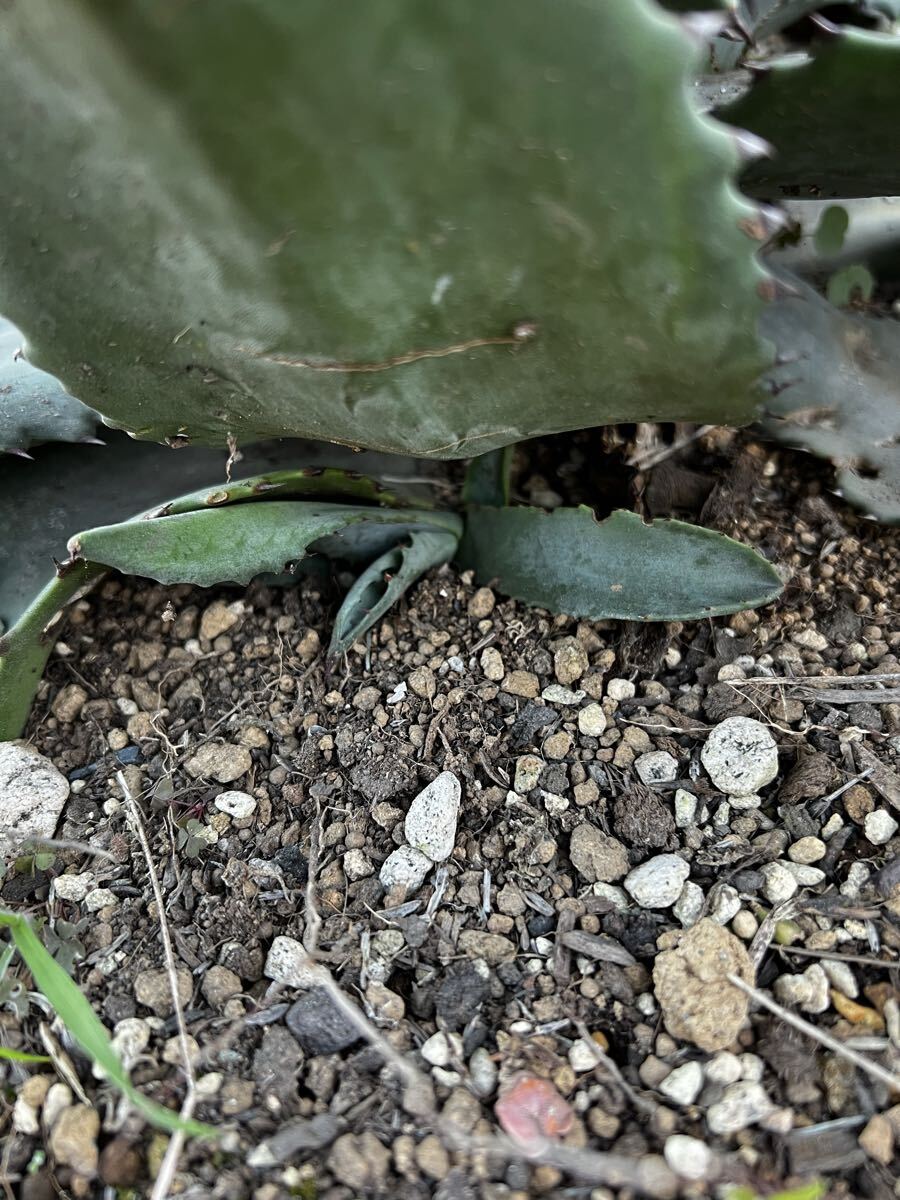 Yahoo!オークション - アガベ サルミアナフェロックス ミスターリップ...