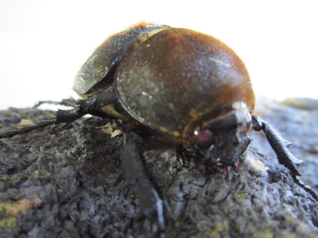 Yahoo!オークション - DH・ヘラクレスRR（レッドアイ・紅夜叉血統）♀...