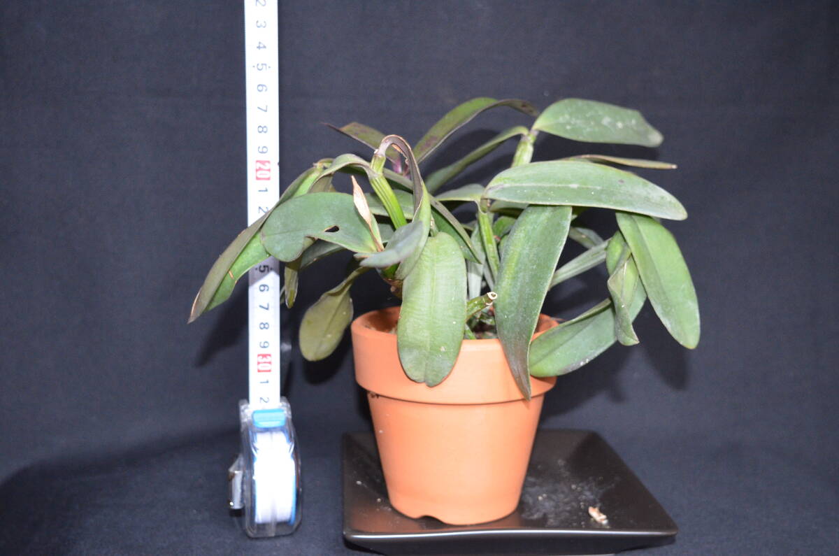 Yahoo!オークション - No.195 洋蘭 原種 C.schilleriana coerulea