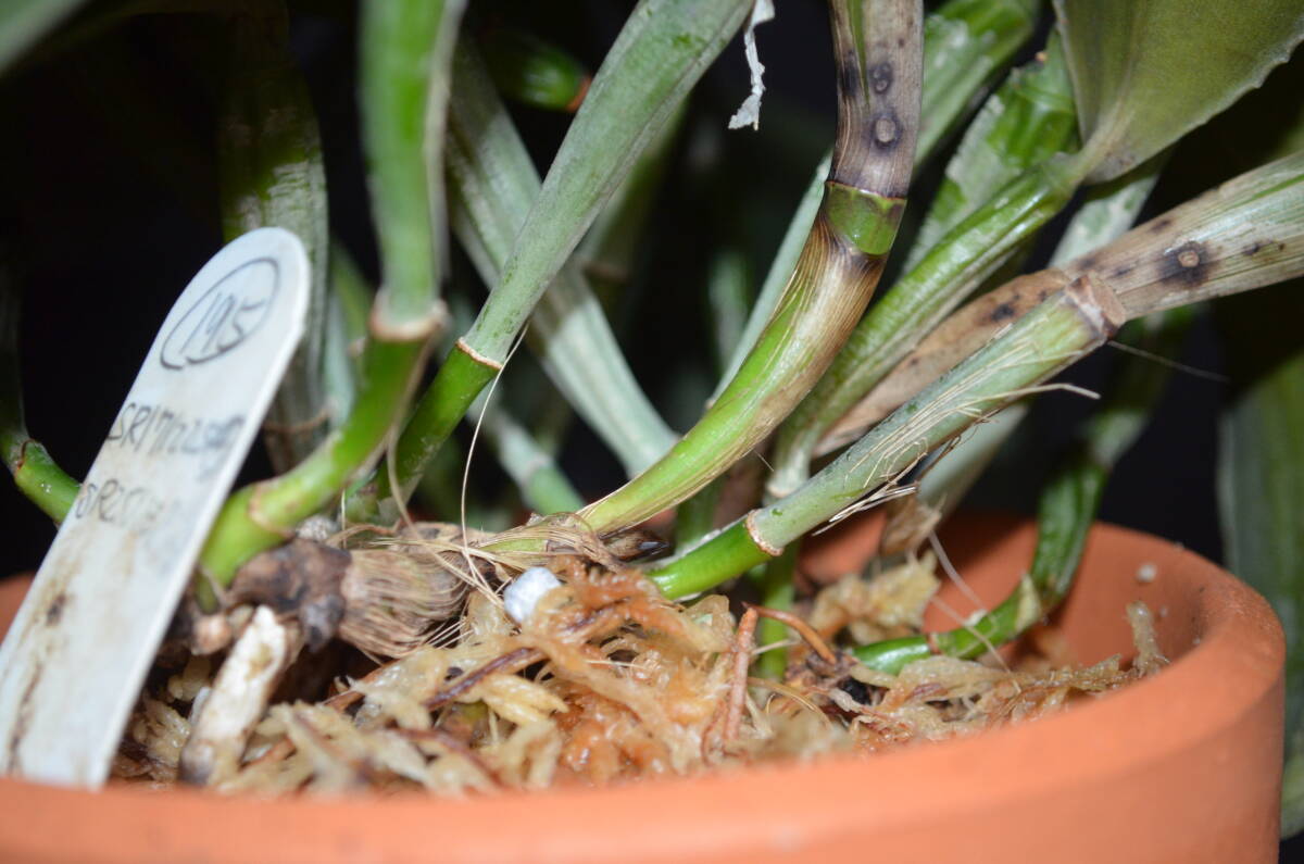 Yahoo!オークション - No.195 洋蘭 原種 C.schilleriana coerulea