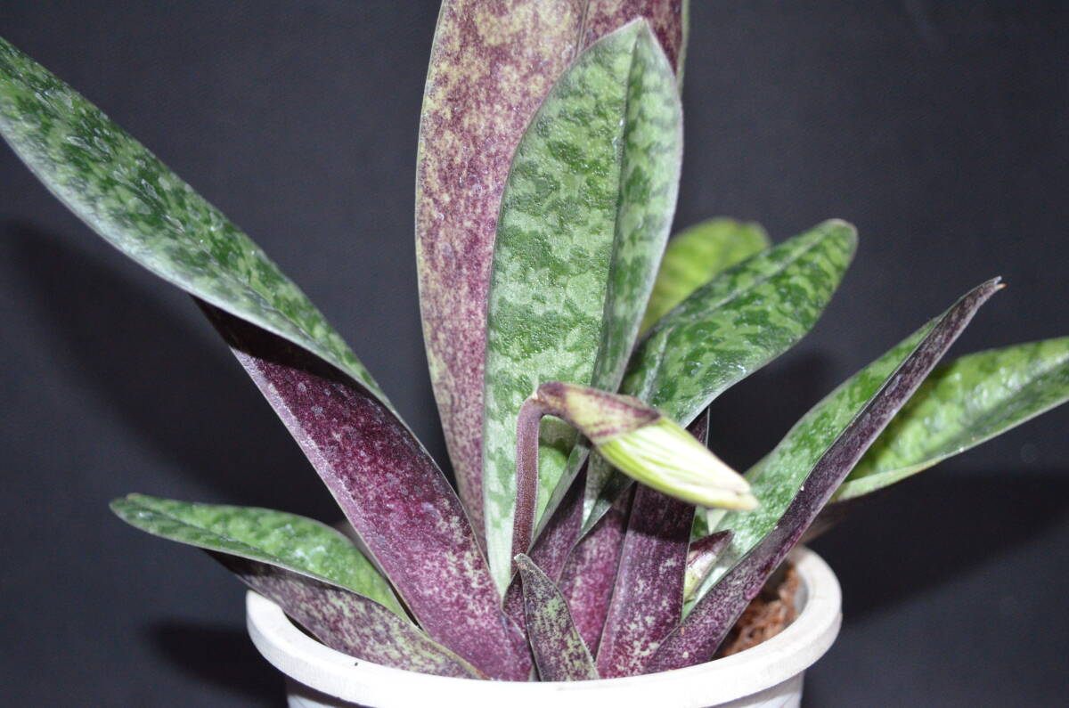 Yahoo!オークション - No.1067 洋ラン パフィオ 蕾付き Paph.venustum...