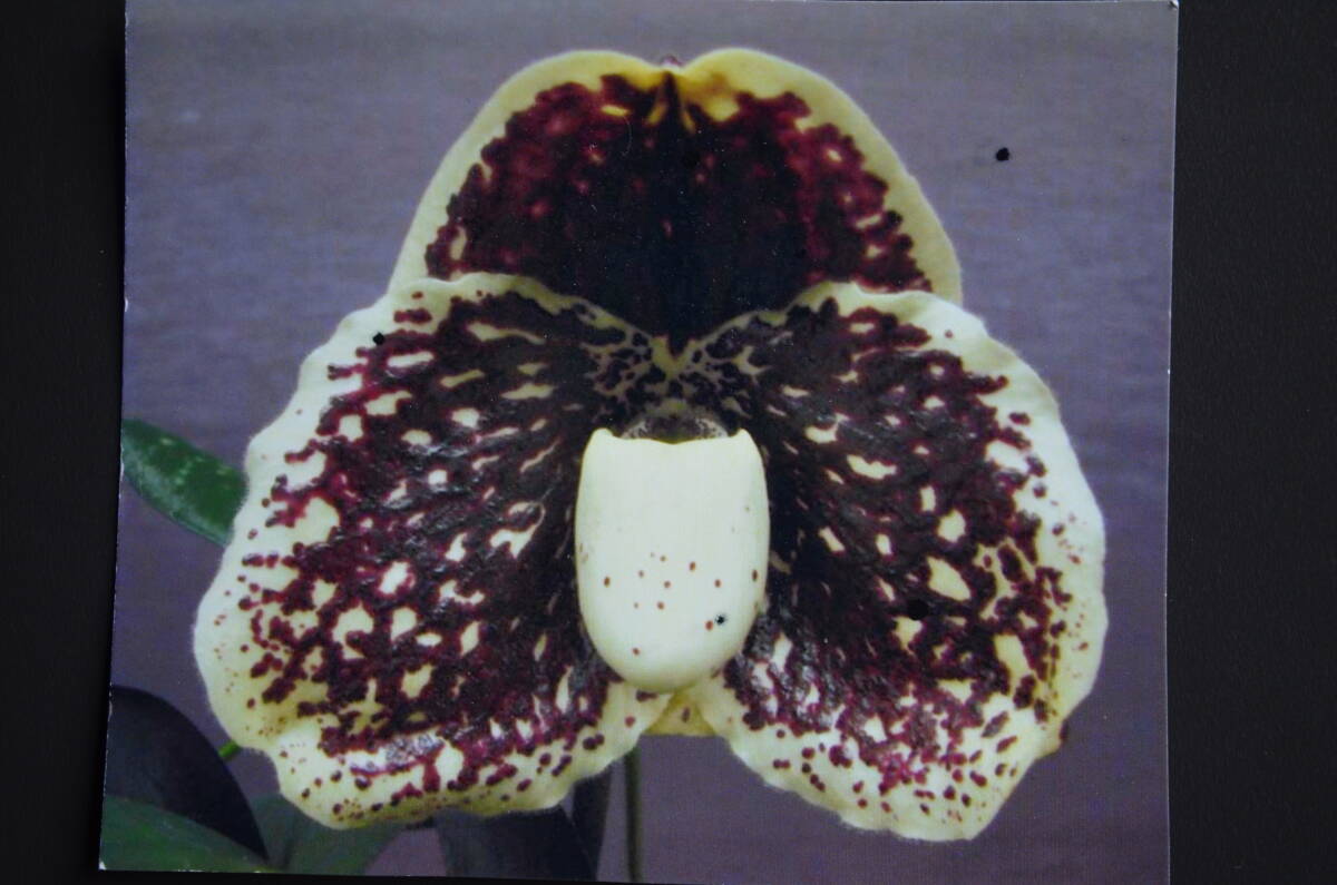 Yahoo!オークション - No.1461-3 洋ラン パフィオ Paph.leucochilum(`N...