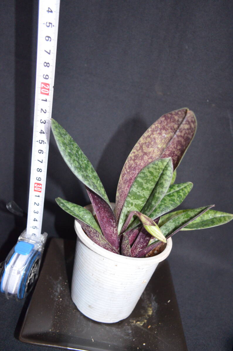 Yahoo!オークション - No.1067 洋ラン パフィオ 蕾付き Paph.venustum...