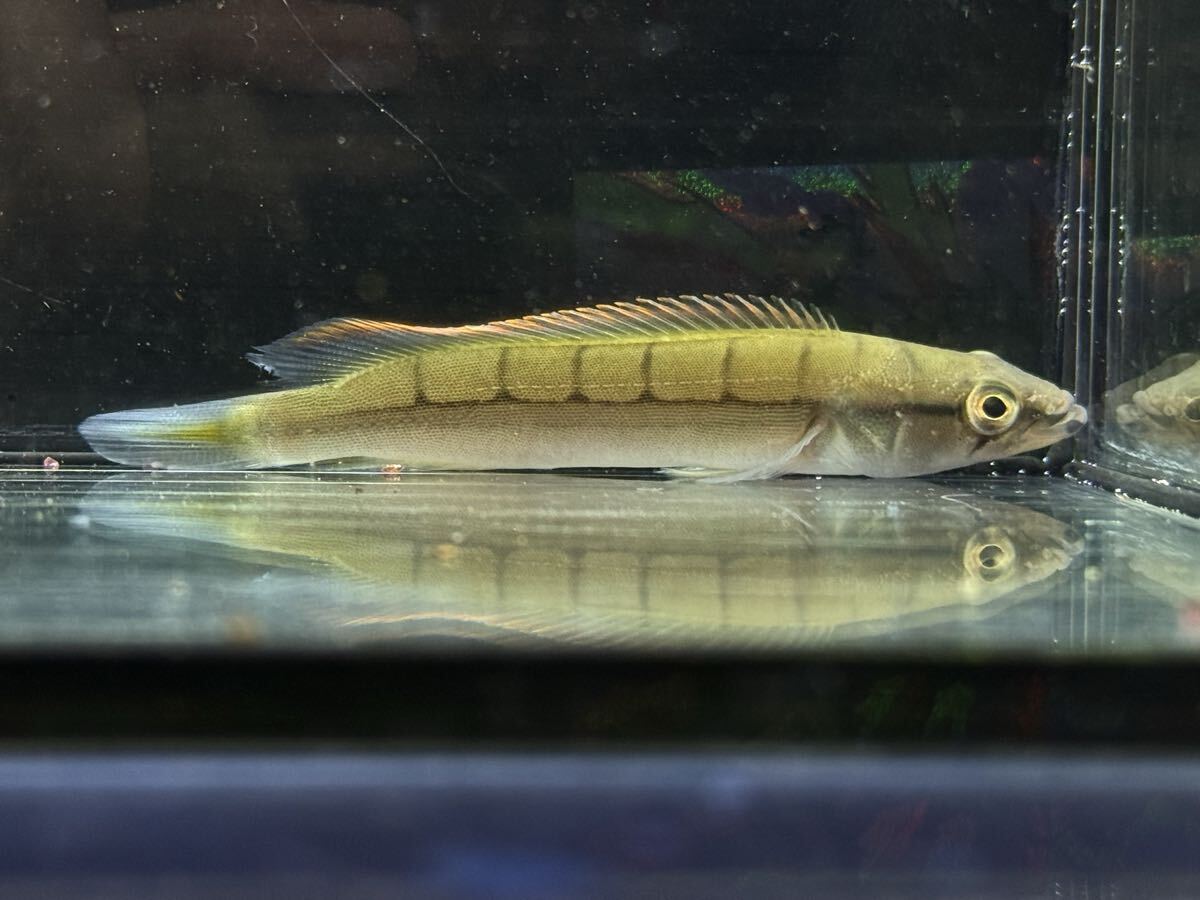 Yahoo!オークション - クレニキクラsp.アタバポ|| 10㎝± コロンビア産