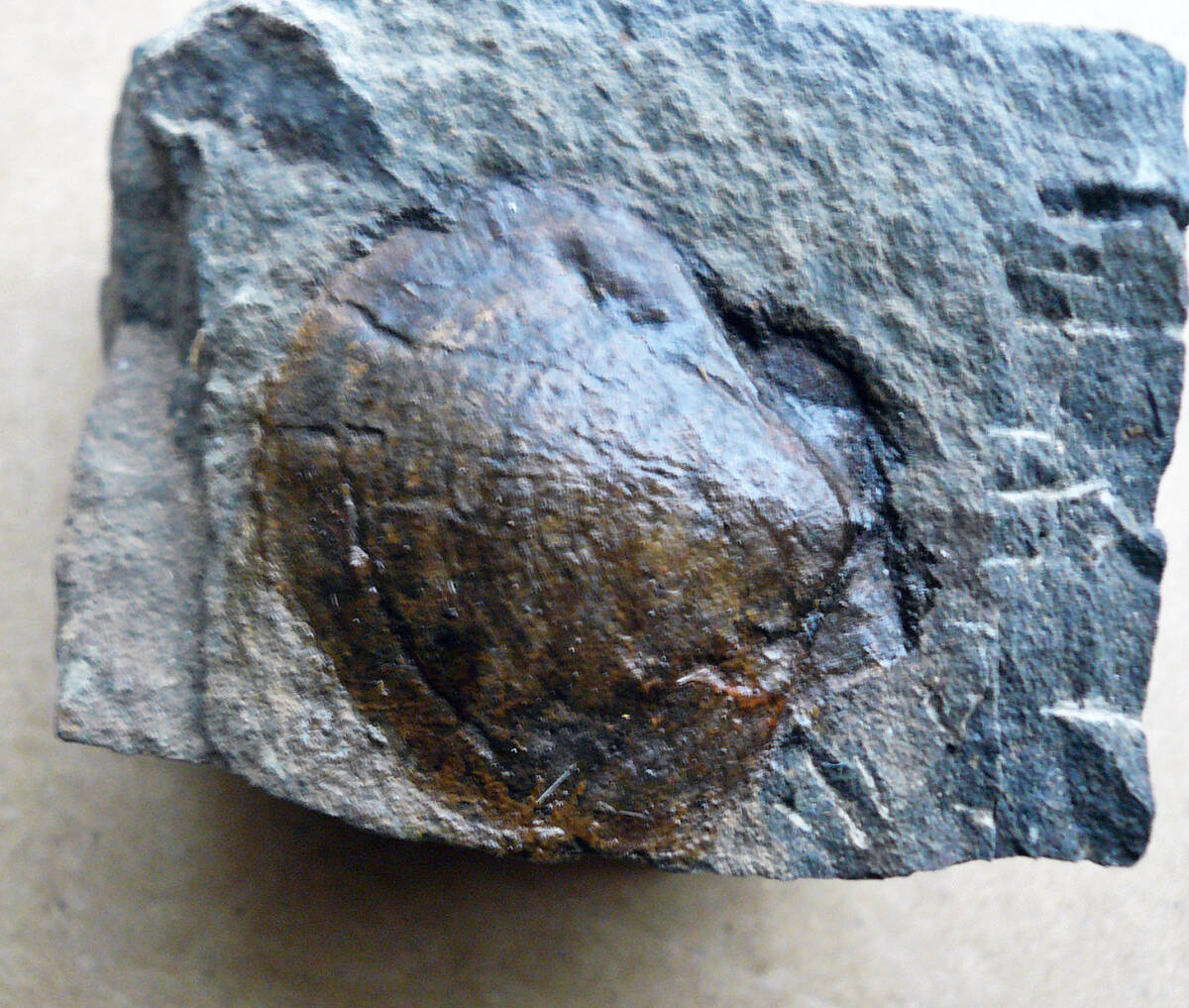 Yahoo!オークション - 日本の化石 群馬県多野郡神流町 山中地溝帯 石堂...