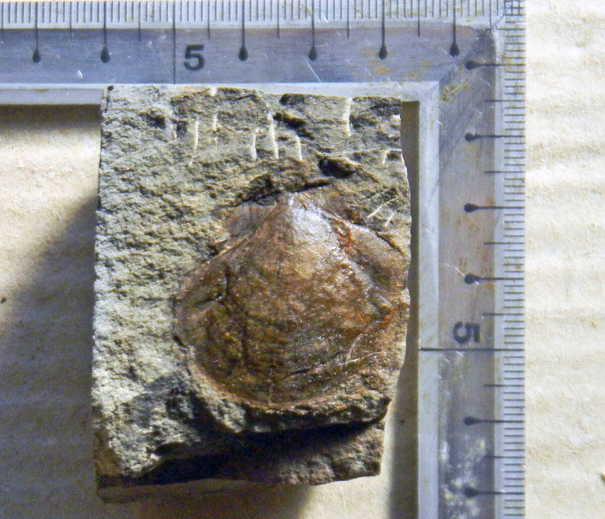 Yahoo!オークション - 日本の化石 群馬県多野郡神流町 山中地溝帯 石堂...